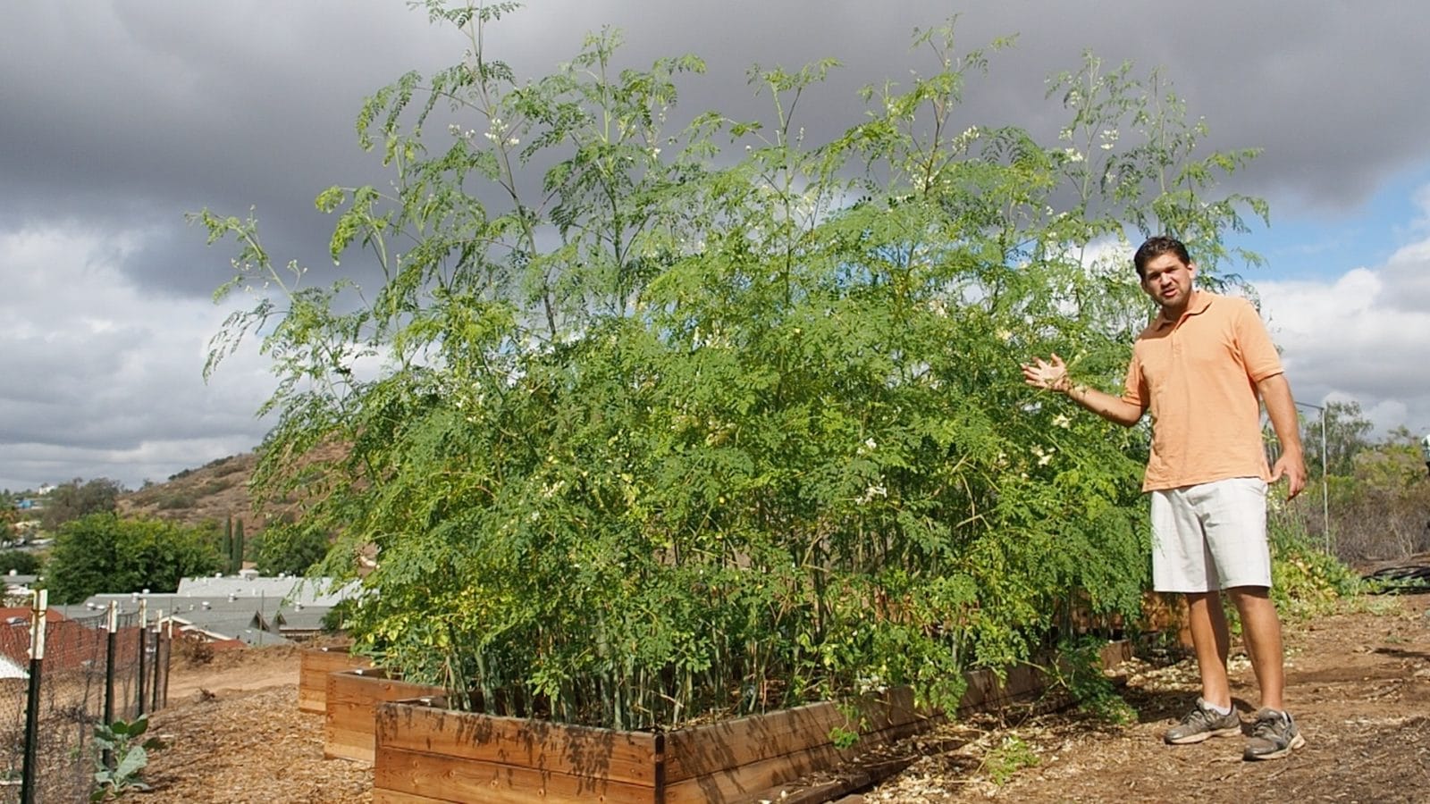 Month 6 Update - Intensive Moringa Cultivation