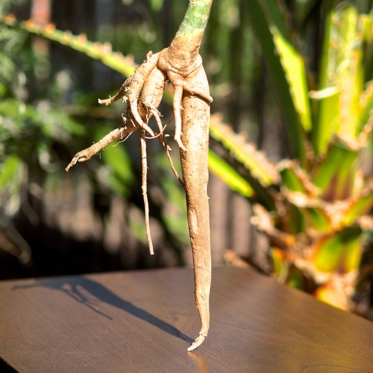 Moringa Tree For Sale!