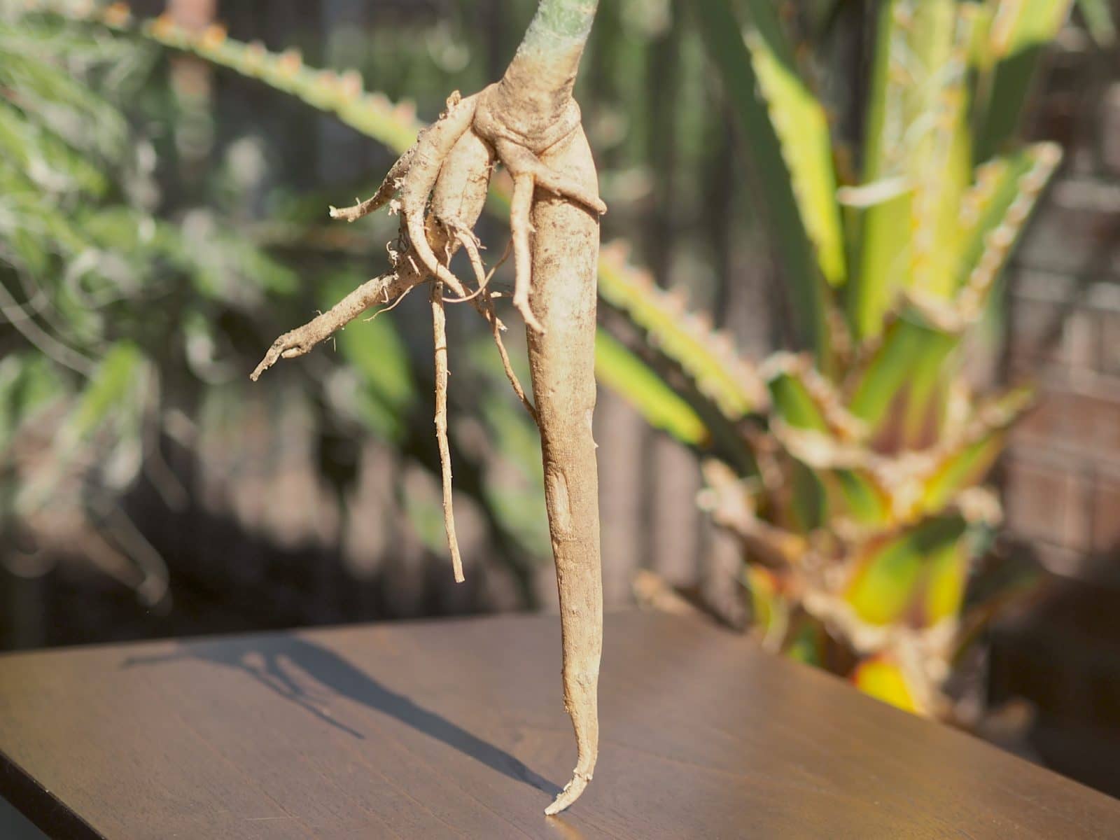 Moringa Roots Launch