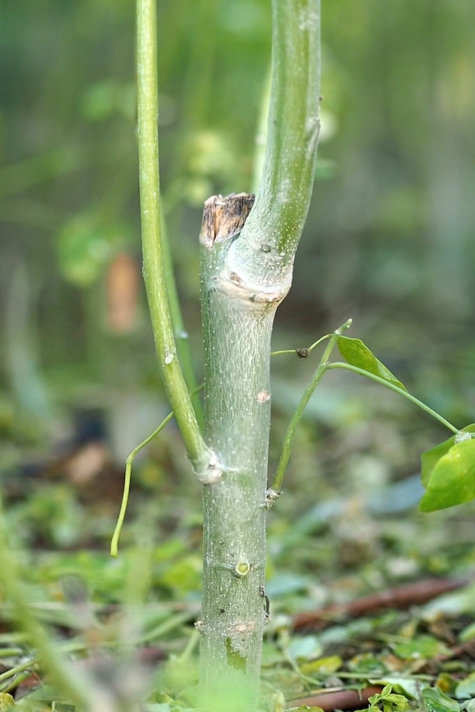 Pruning Moringa Trees